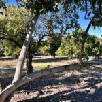 King Street Orchard – Redlands Hidden Gem