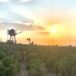 King Street Orchard – Redlands Hidden Gem