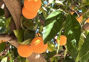 PHOTOS – King Street Orchard